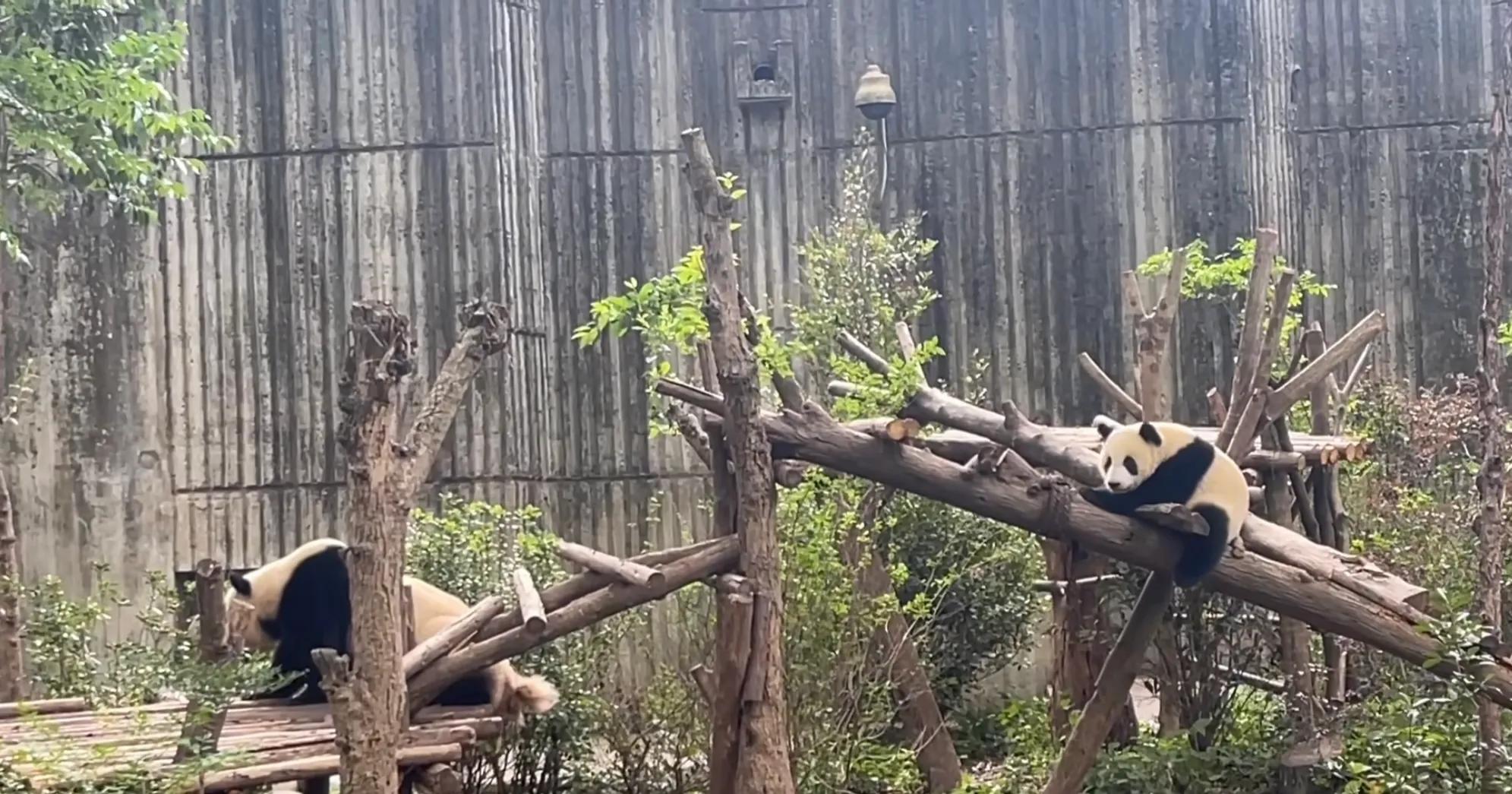 Can't the breeder recognize it? Ji Ran was mistakenly enlarged in the ...