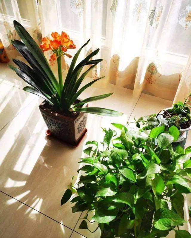 9 kinds of beautiful flowers, suitable for small pots, large pots are ...