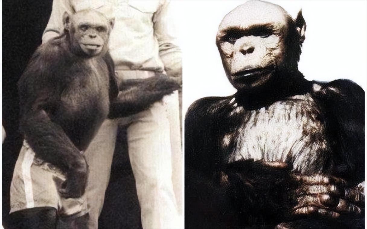 Surprising experiment revealed: the secret of human-animal hybrid life ...