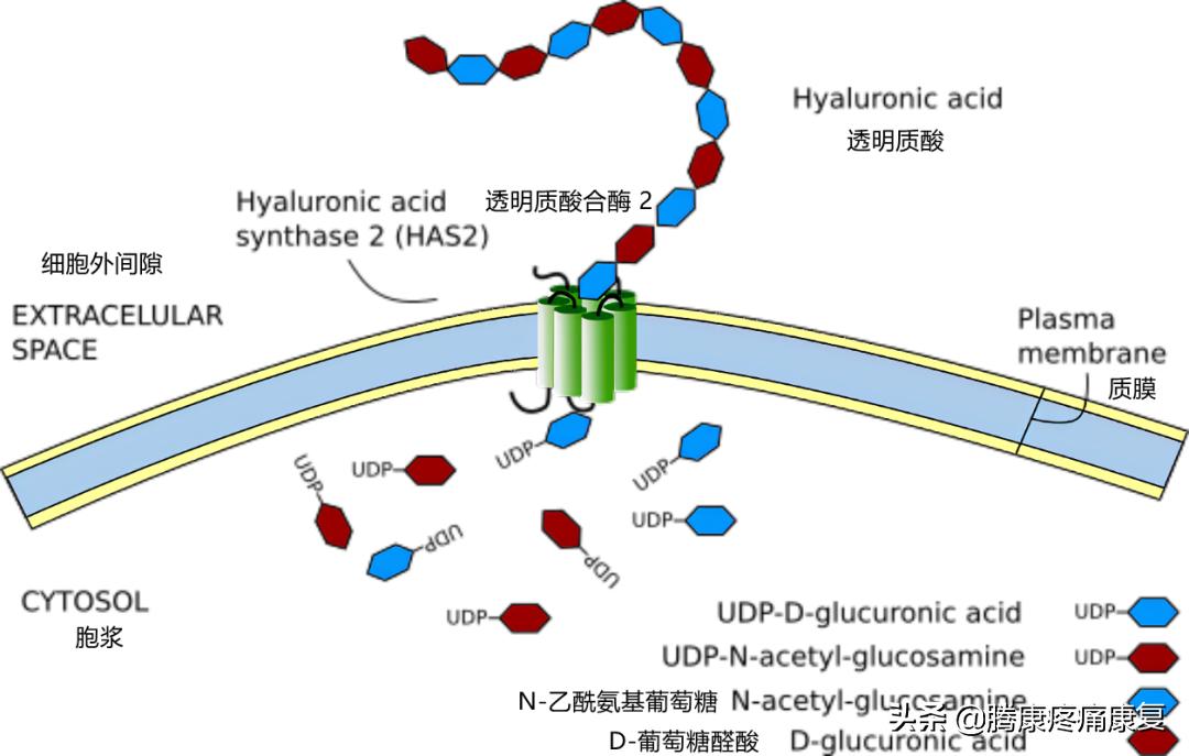 HA (hyaluronic acid) and wound healing - iNEWS