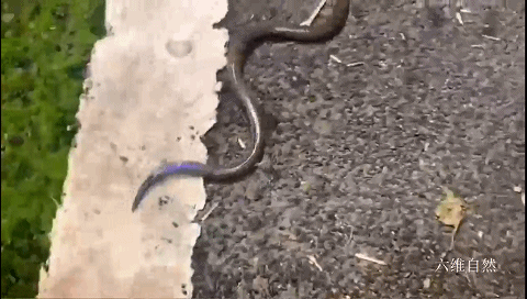 There is a kind of snake in the Americas with a shining body. The ...