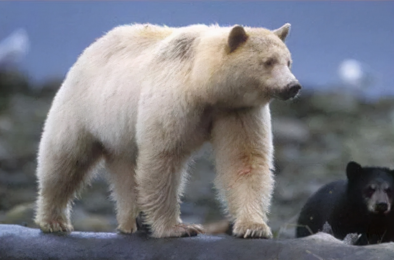 "The worst unlucky bear in history" got albinism and was mistaken for ...