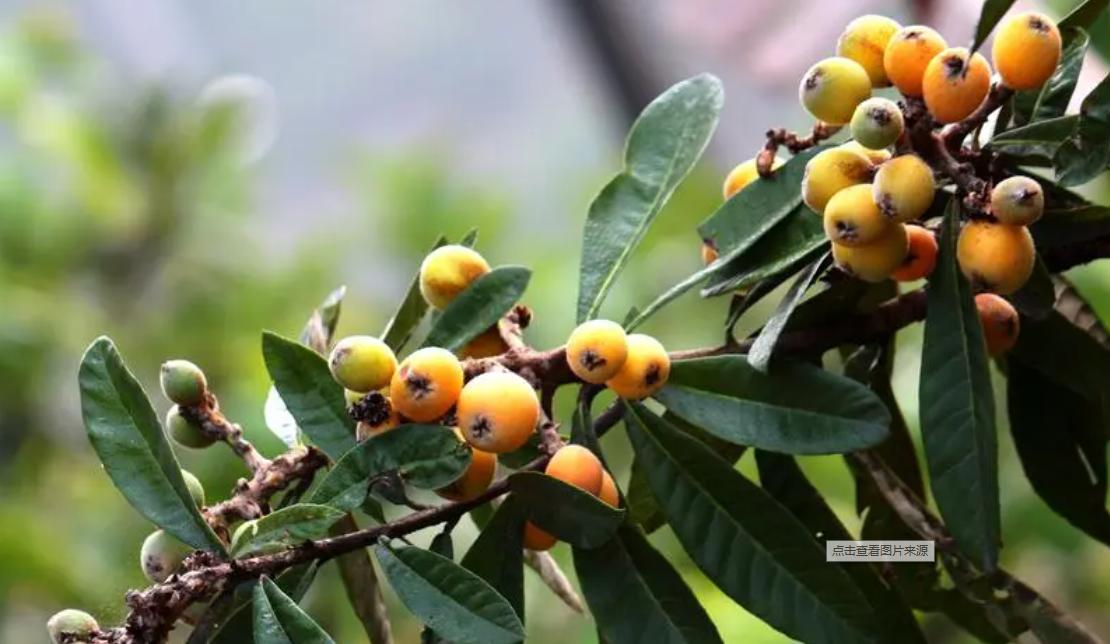 Molecular Evidence for Natural Hybridization of Wild Loquat and Its ...