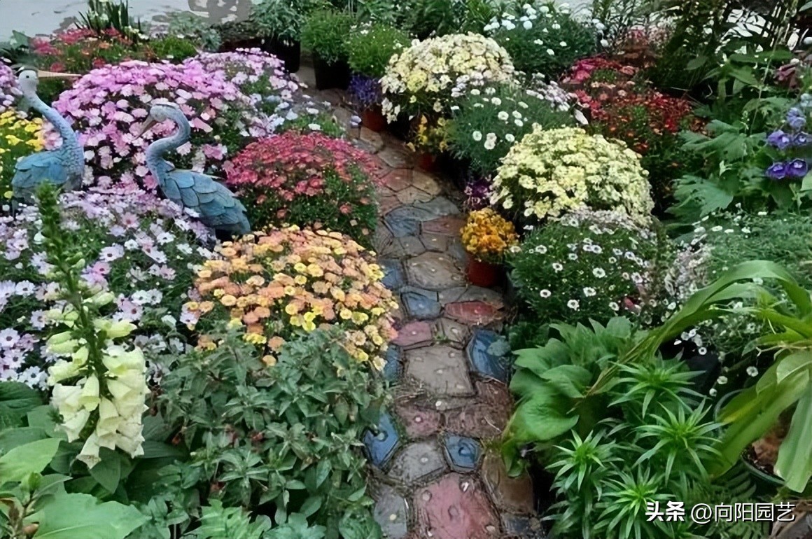 After Margaret blooms, it must be topped and pruned to remove the ...