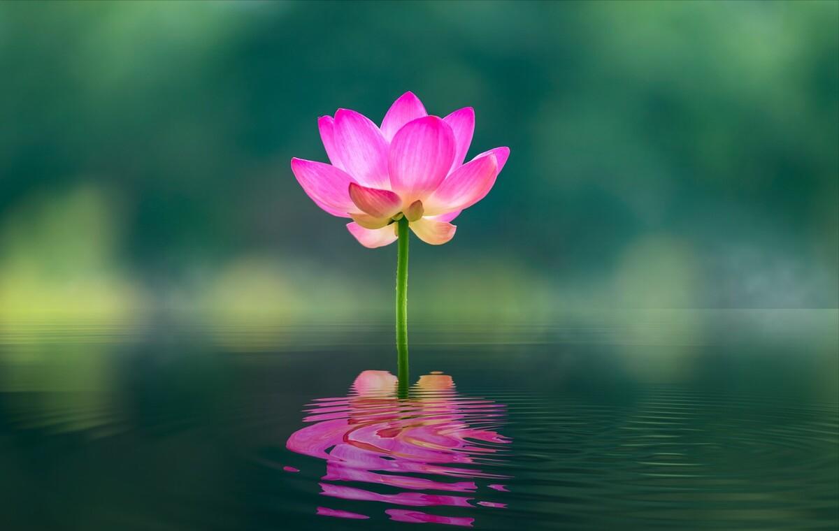 Peace is joy, plainness is true, peace is happiness - iNEWS