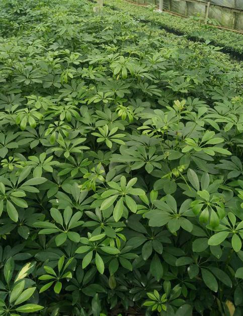 The cultivation method and precautions of Schefflera chinensis fortune ...