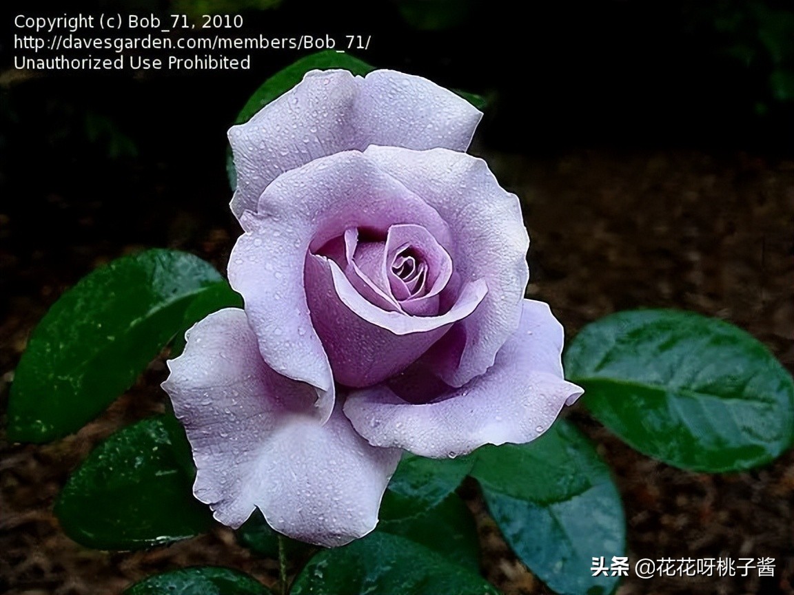 That fresh and elegant blue-purple rose, I fell in love with it at a ...