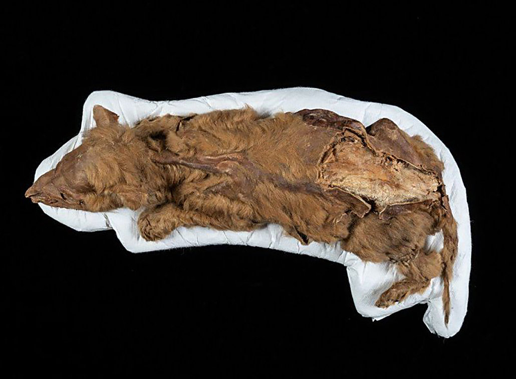 57,000-year-old corpses were unearthed in the Arctic. Scientists are ...