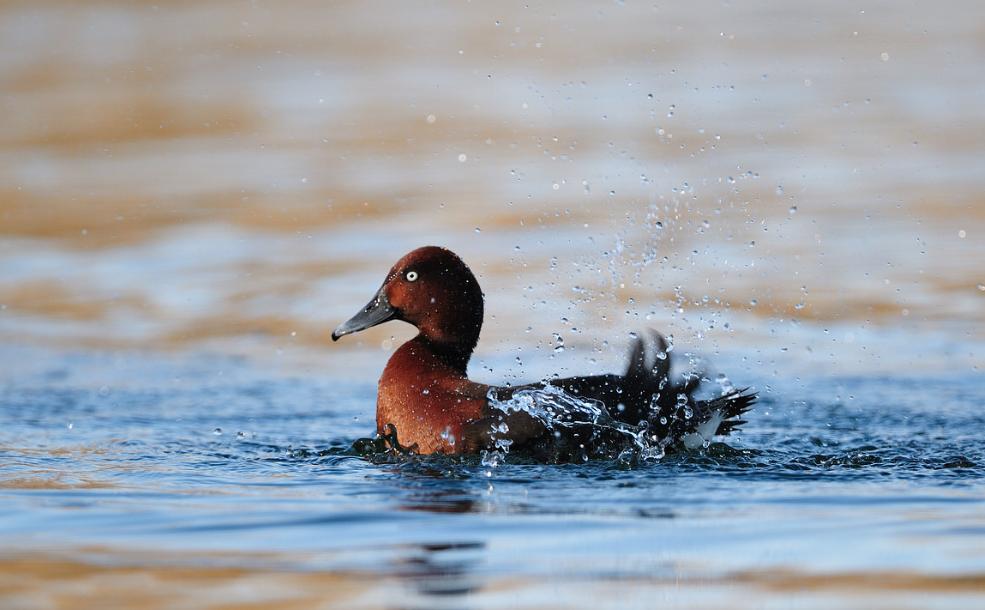 Duck: Not just a delicacy, but also a culture! swim from water to sky ...
