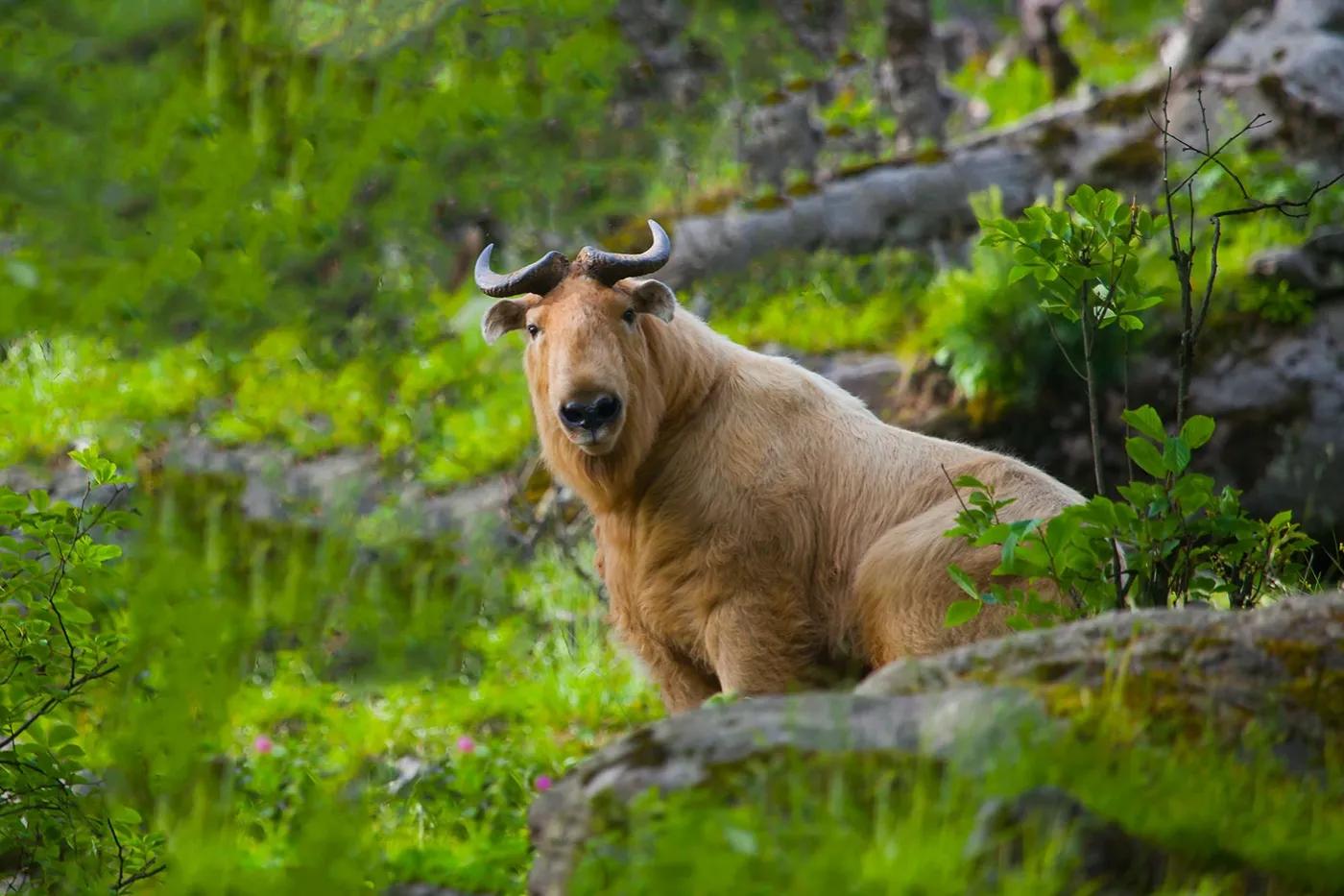 The wild "six unlikes" appeared in the Qinling Mountains, weighing more ...