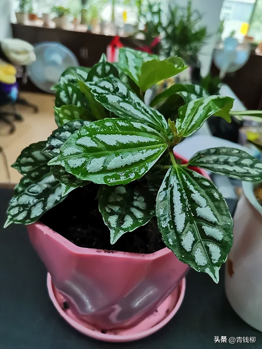 Cultivation experience of cold water flowers that are easy to grow on ...
