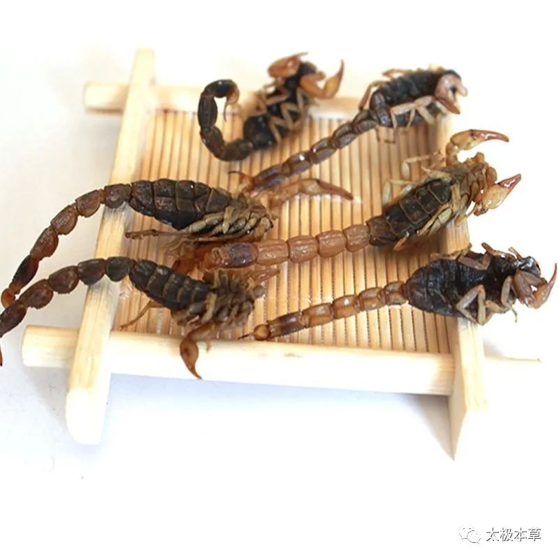 Scorpion, one of the five poisons, can be used for 8 severe diseases ...