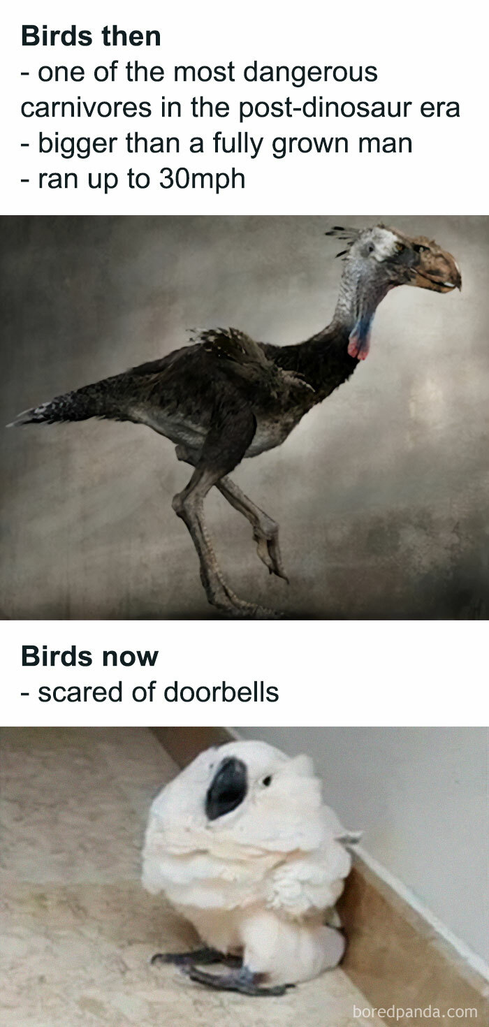 12 of the Funniest Evolution Memes on the Internet - iMedia