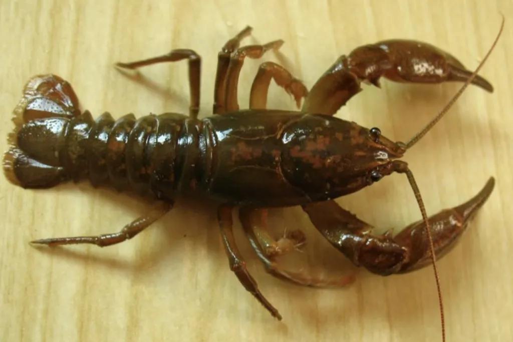 A crayfish is not a lobster, it's a crawfish - iMedia
