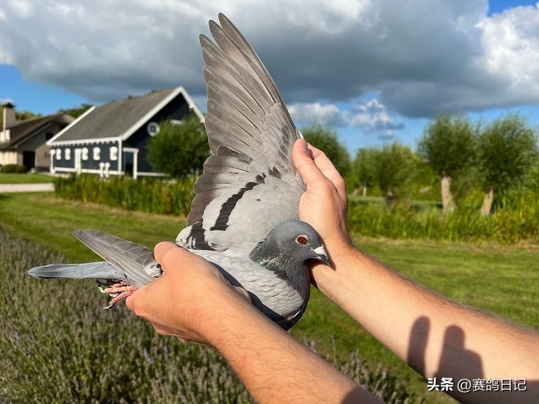 "Atlas" Walker's father and son's strong combination of "heartwarming ...