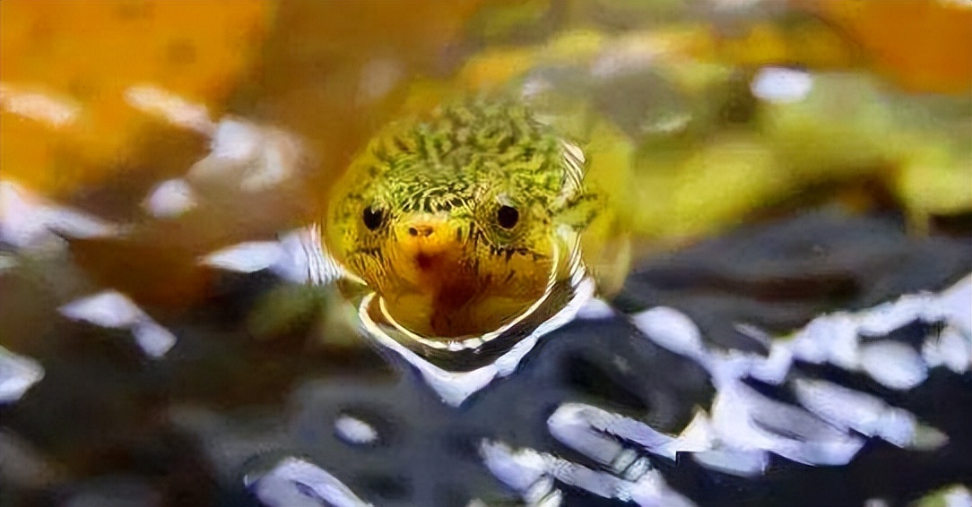 How to deal with tortoise stress?How to reduce turtle stress?Detailed ...