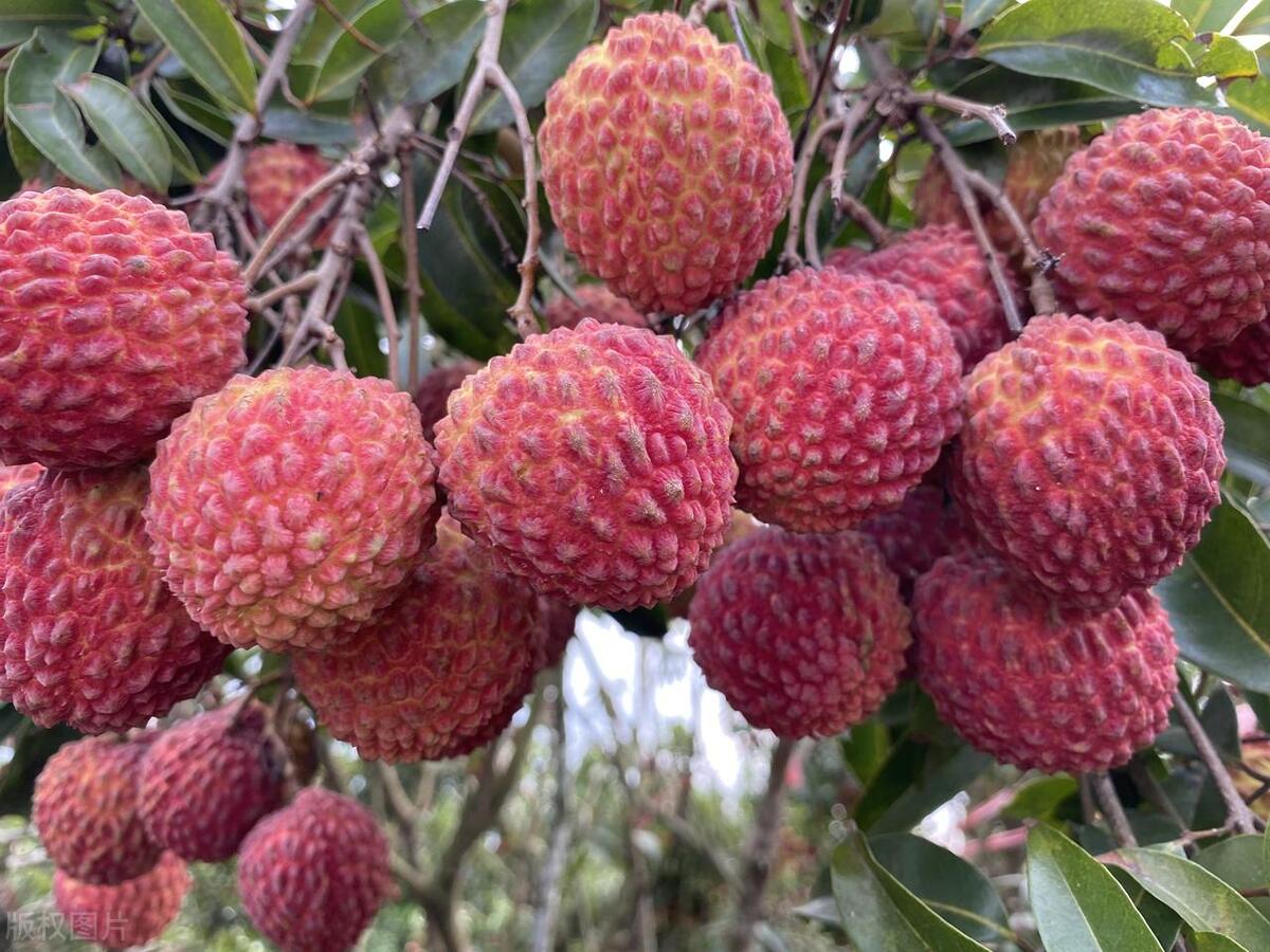 Among the 6 most delicious lychee varieties (with pictures), Concubine ...