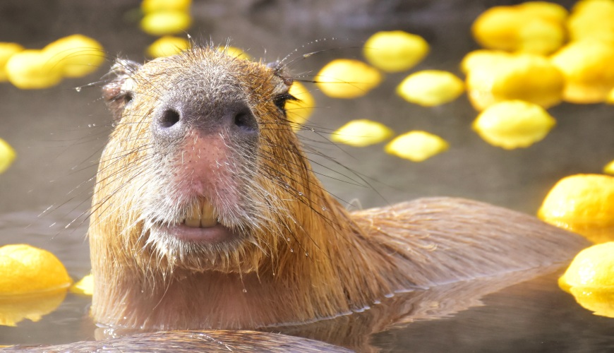 Why do capybaras soak in grapefruit hot springs in winter?Super cute ...