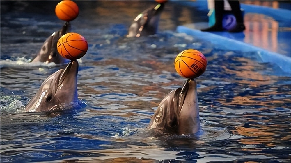 The rhyme of the ice sea, walrus rolling applause cited cavitation ...