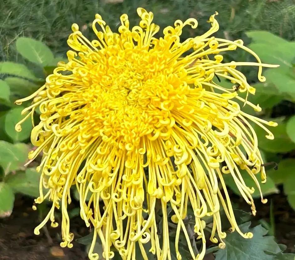 Five Wonders Frostfall (Original) - iNEWS