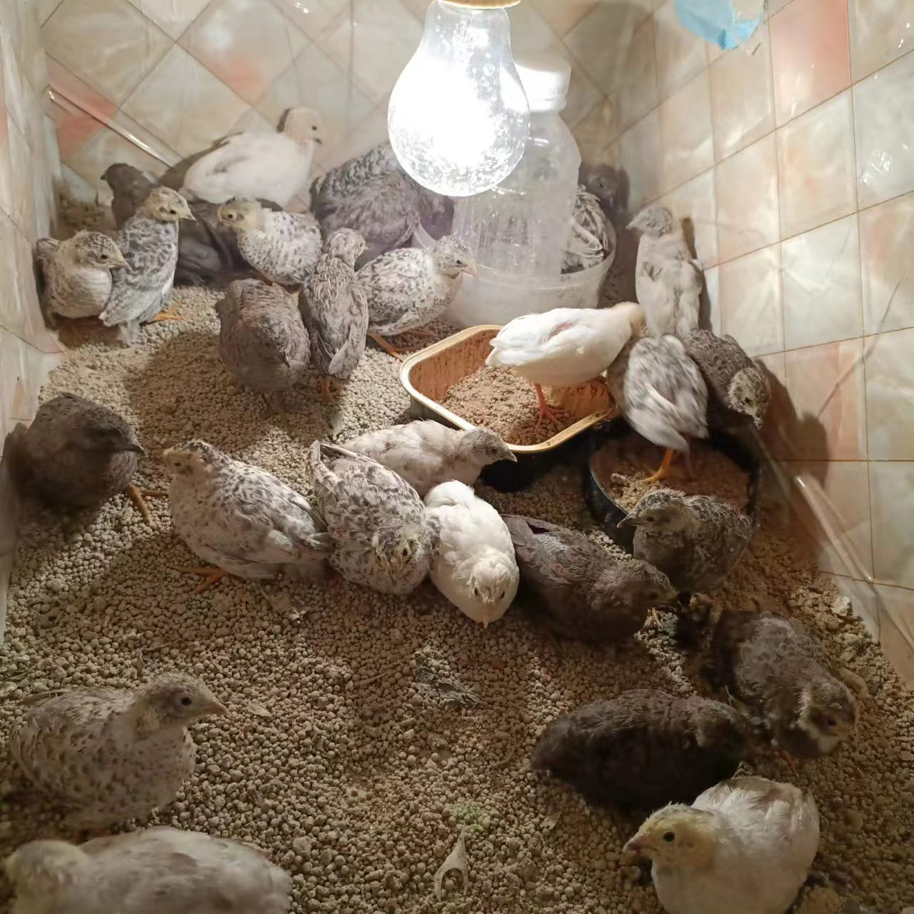 Rutin Chicken was born on the twenty-ninth day - iNEWS