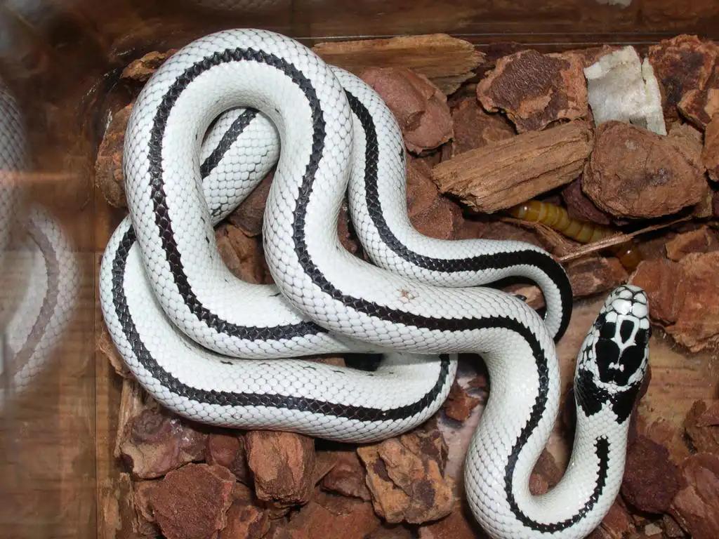 What is the weakness of snakes?Realgar powder or seven inches ...