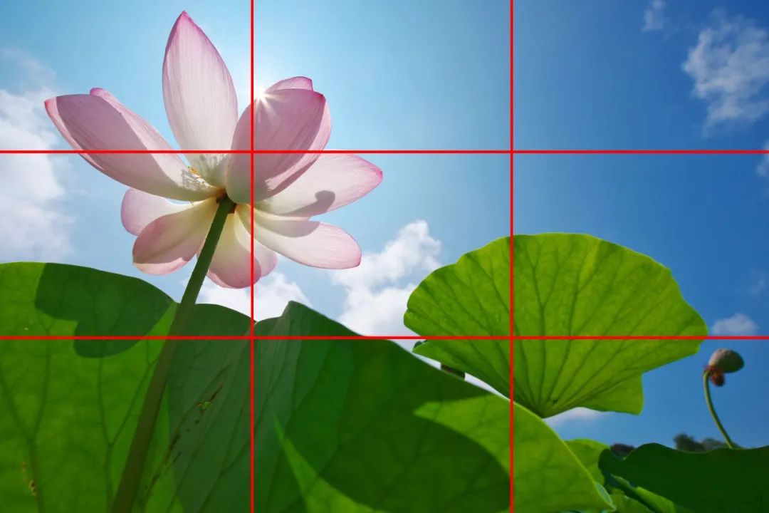 Three Commonly Used Composition Techniques for Shooting Lotus Flowers ...
