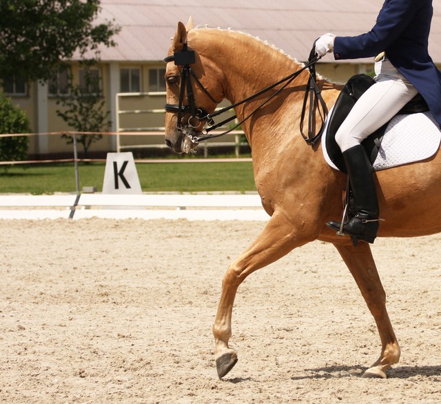 Iron cavalry and conquest, the selection of European cavalry horses - iNEWS