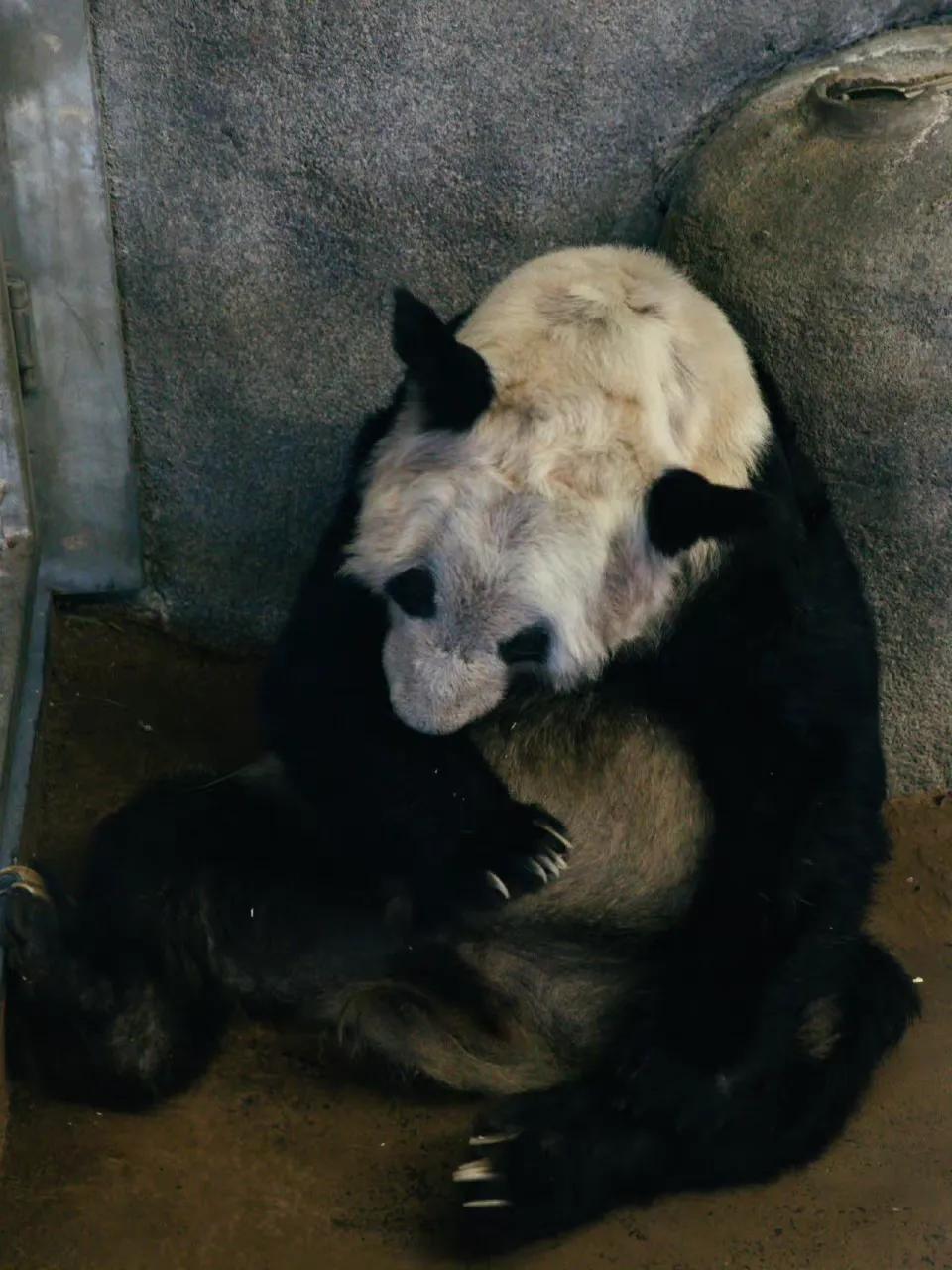 The giant panda "YY" was abused in the United States and had to rely on ...