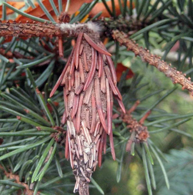 Do you know the magic cape bug that can build houses? - iNEWS