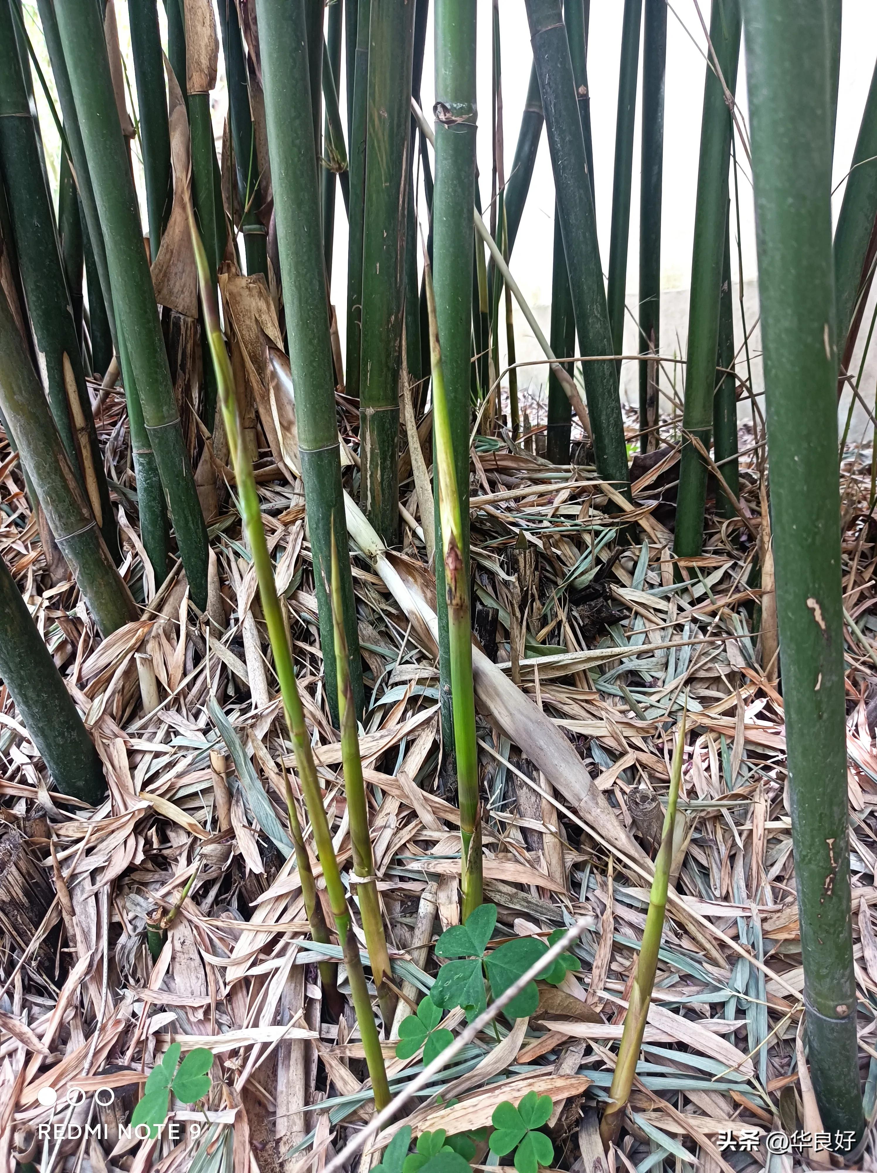 Bamboo shoots are fresher - iNEWS