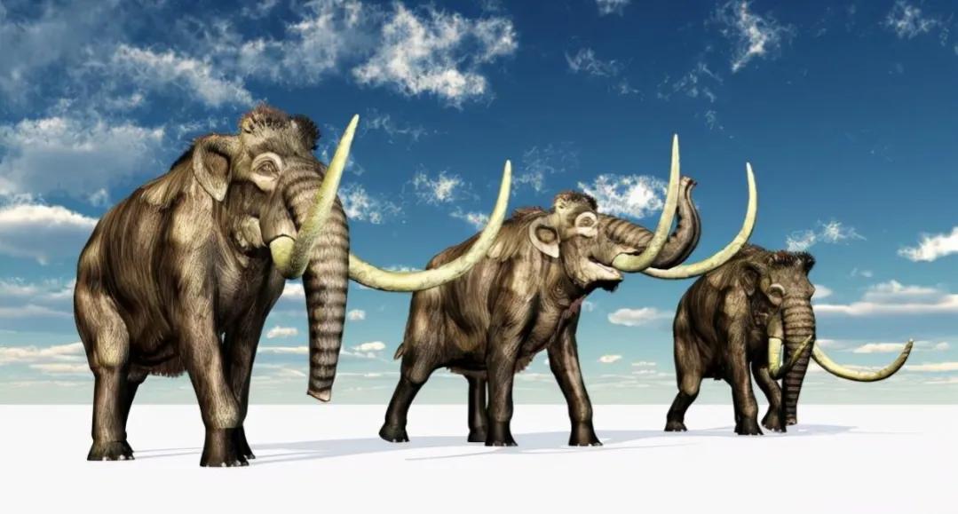 (42) Ancient Elephants - iNEWS