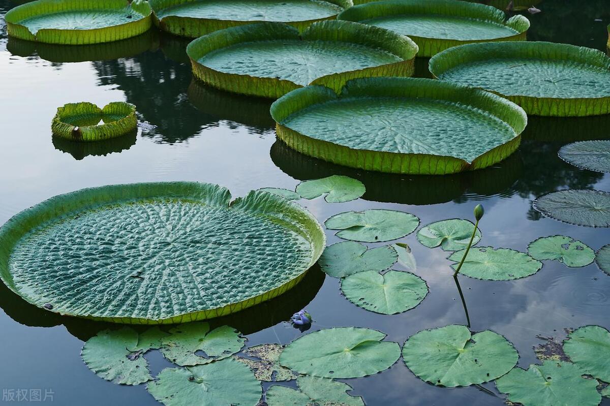 Why the leaves of Wang Lian can carry people - iNEWS