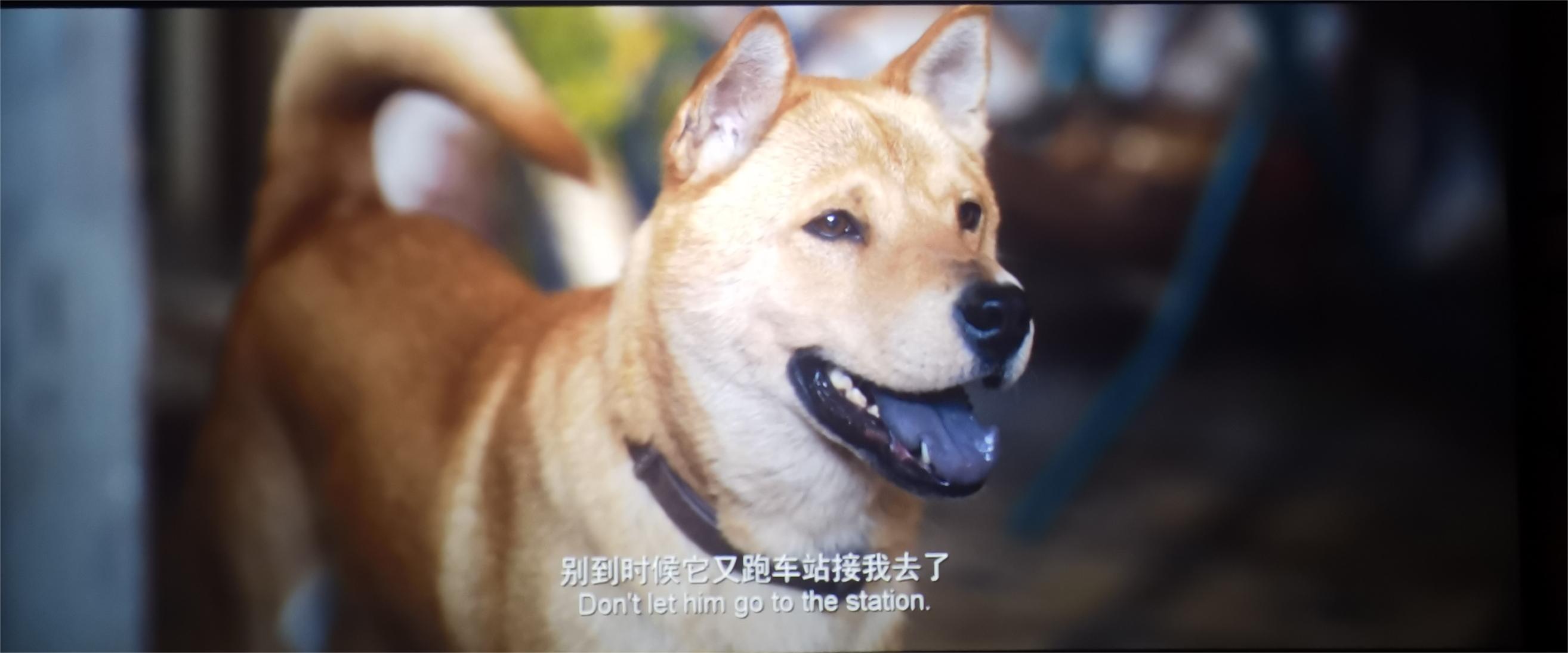After watching the Chinese version of "The Faithful Dog Hachiko", I ...