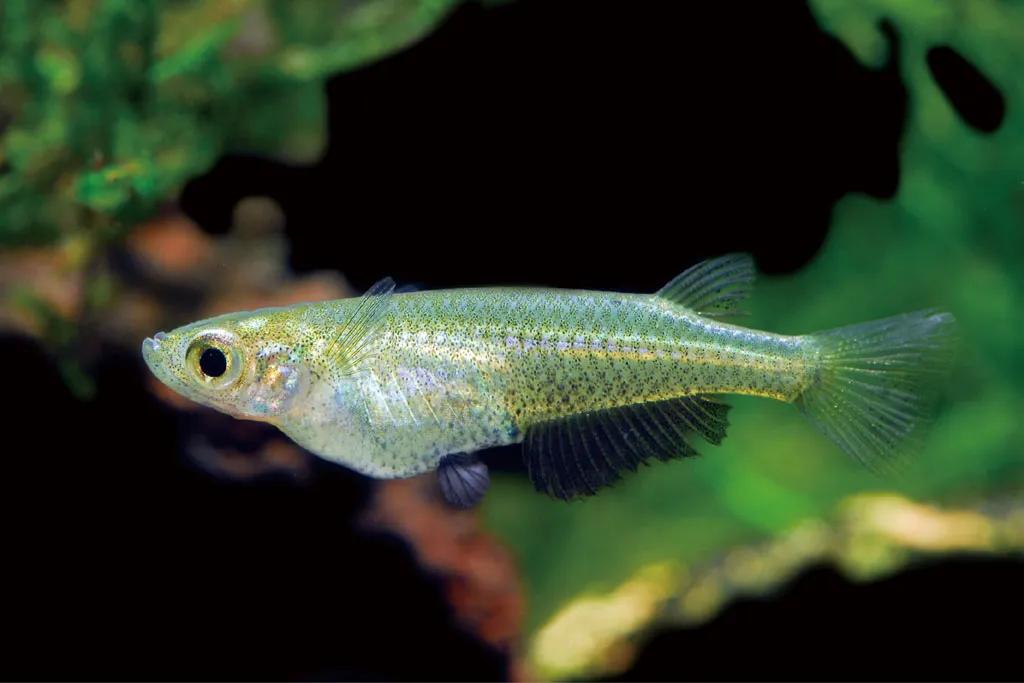 The third phase of Chinese native fish - iNEWS
