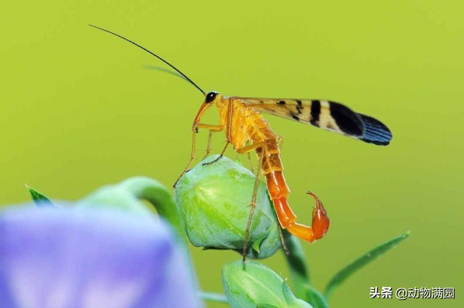 Species Encyclopedia: Scorpion Fly - iNEWS