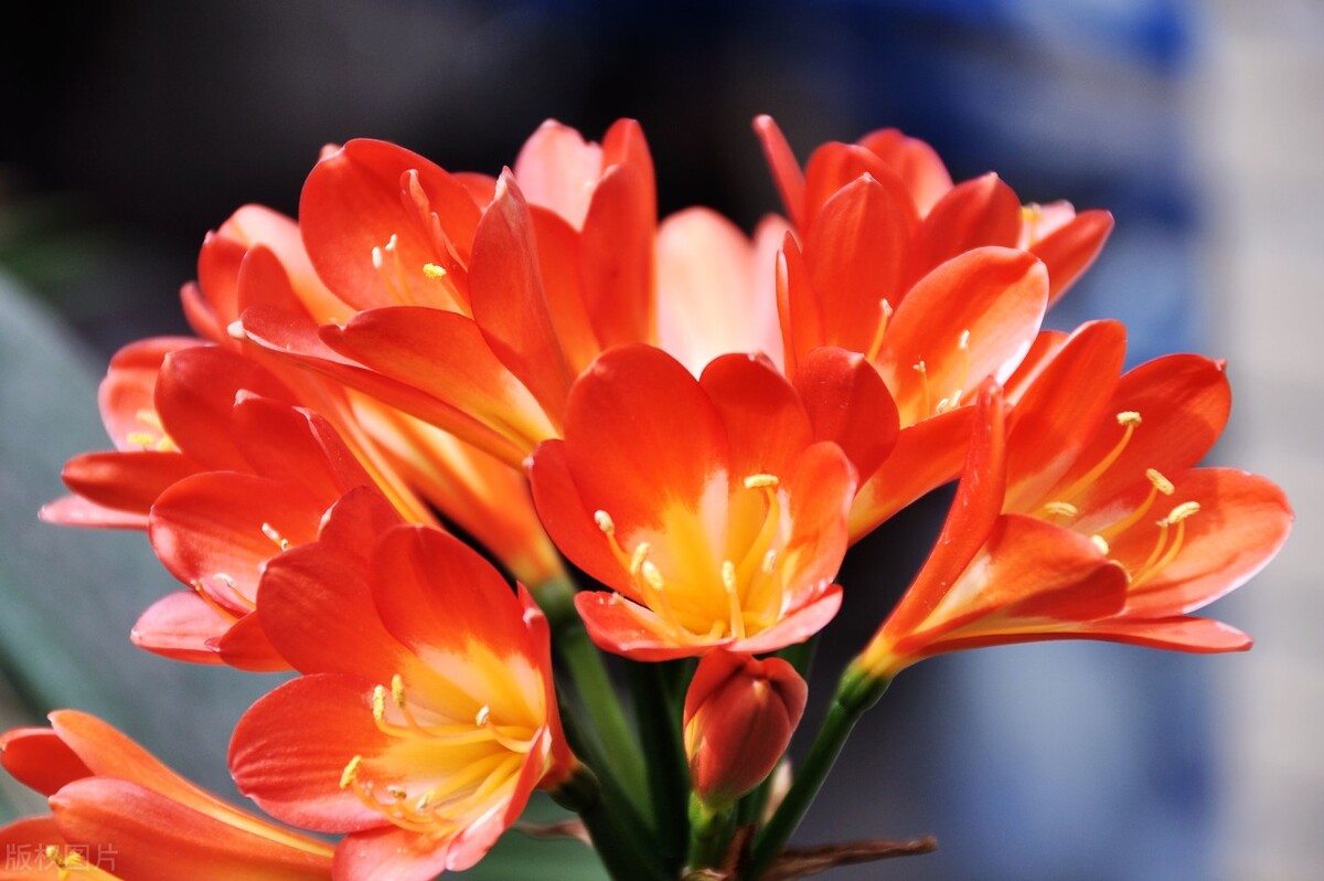 Modesty [Clivia]: bluegrass is worthy of the heart of a hermit, self ...