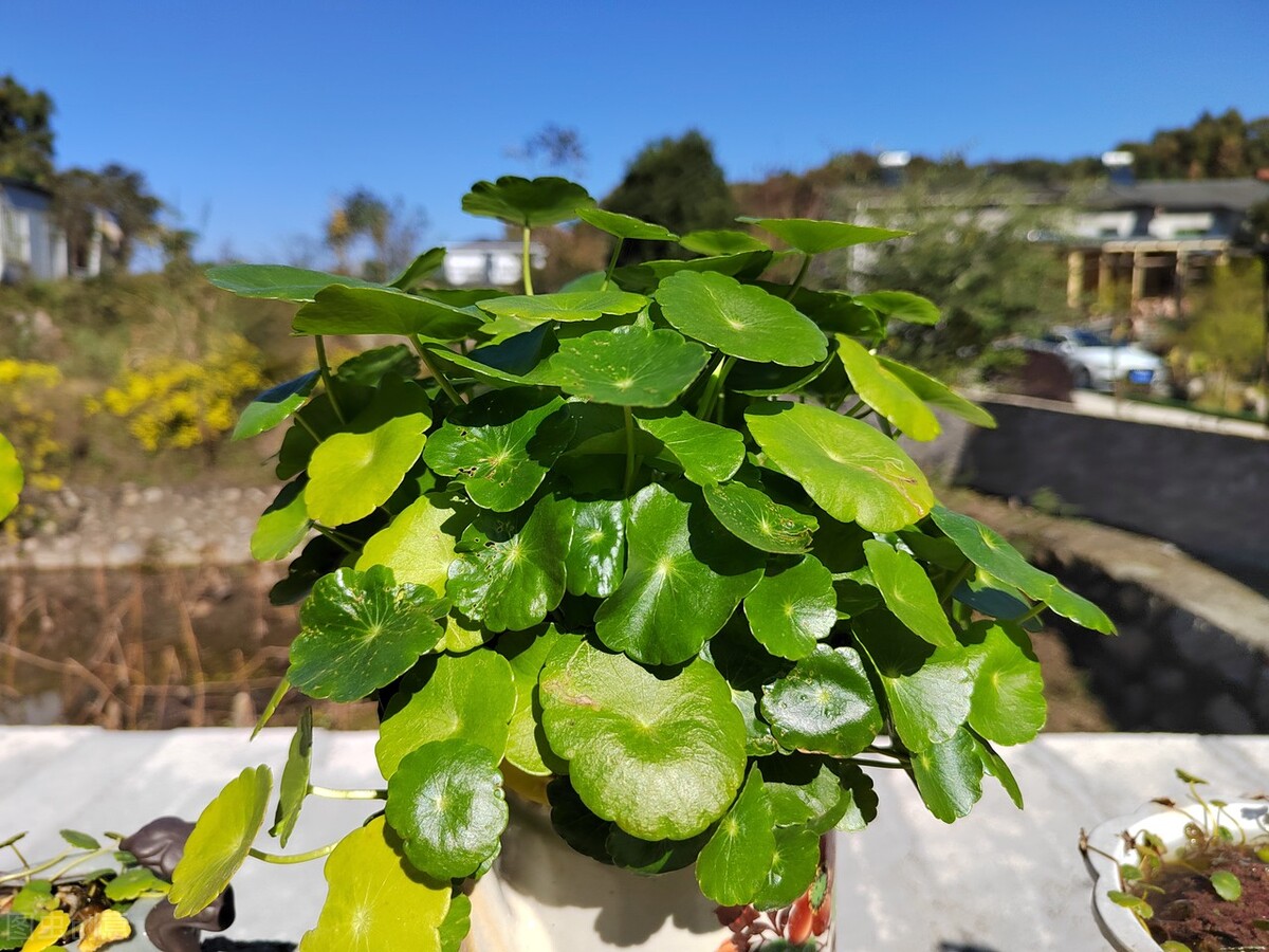 In October, it is very important to "nurture the beauty" of copper coin ...