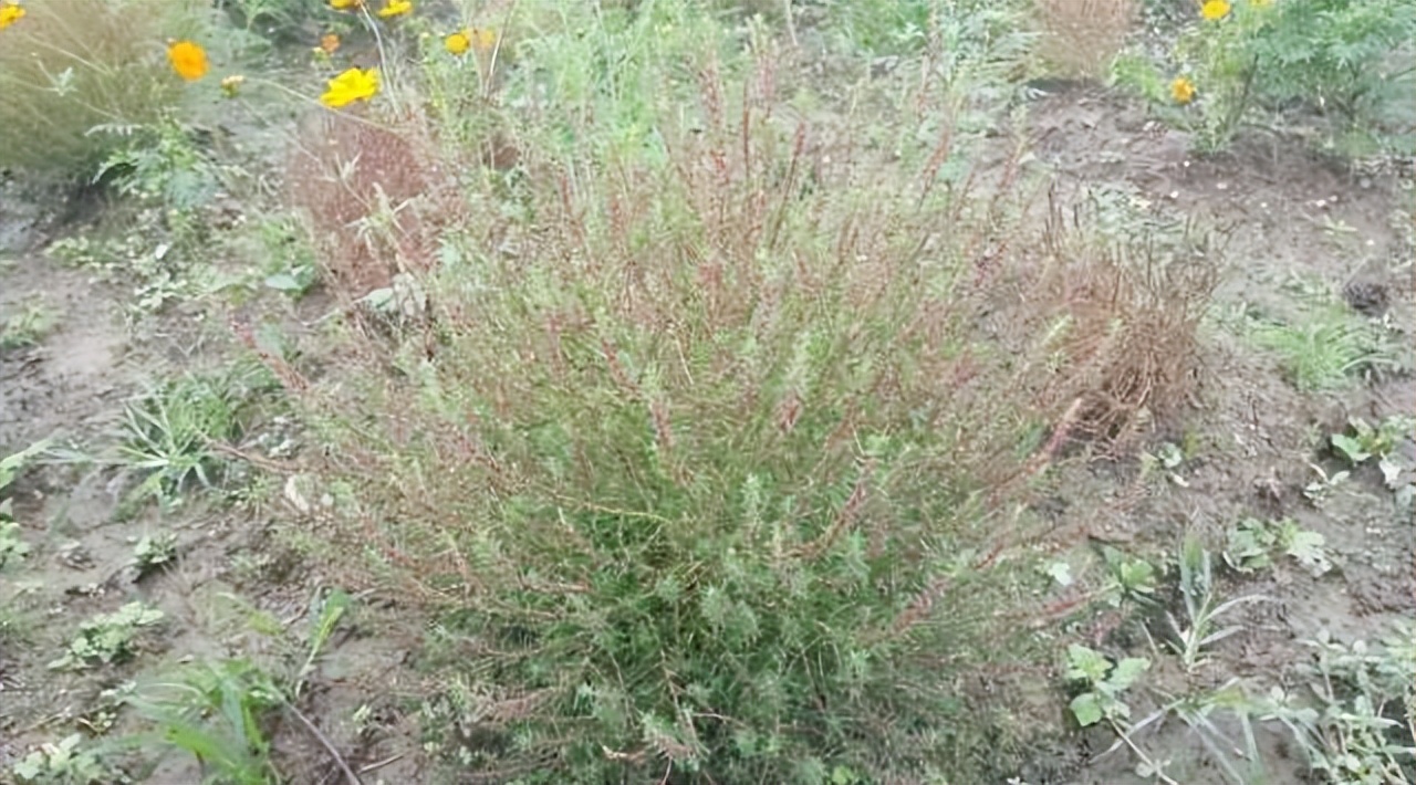The most suffocating plant in the world, it is very expensive in Japan ...