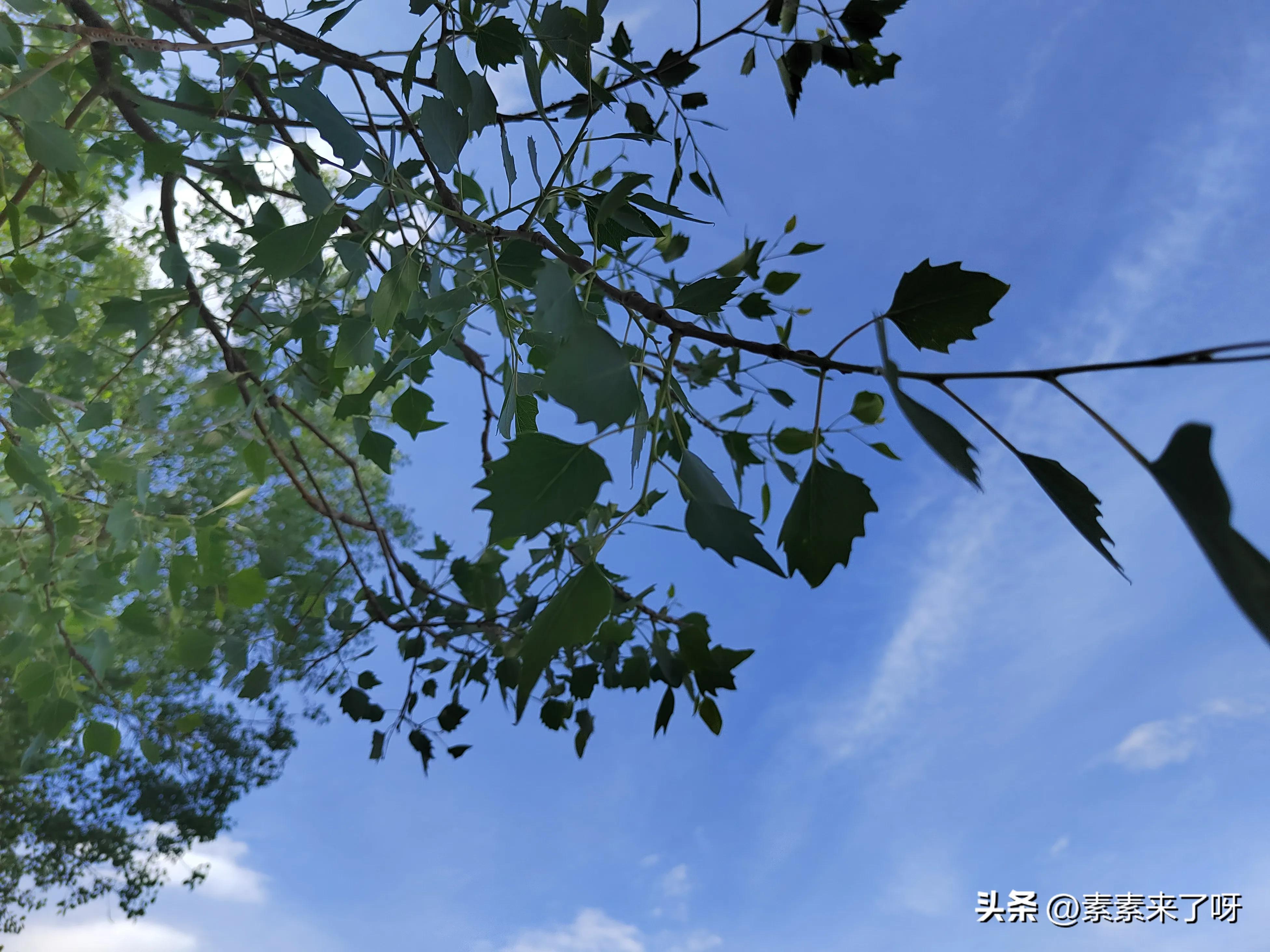 Why can the sycamore tree be compared with the divine bird Phoenix? - iNEWS