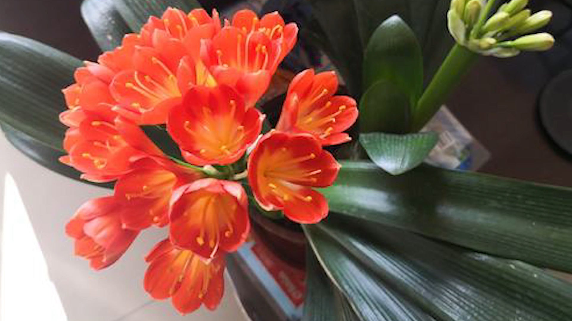 Domestic Clivia is the easiest way to mix soil and fertilize, it will ...