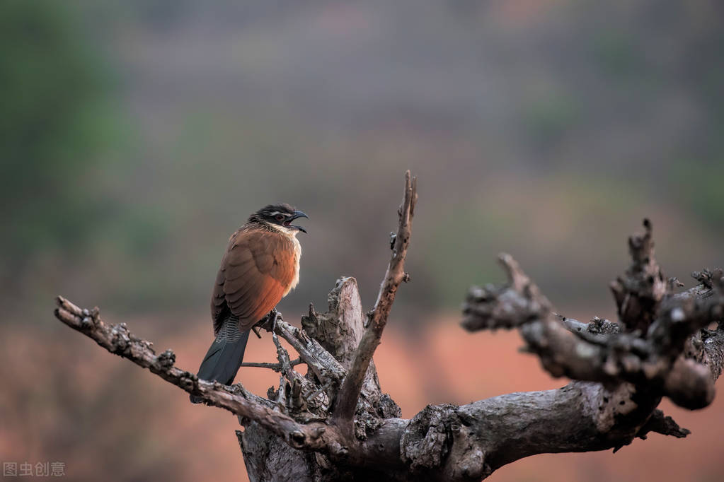 The beautiful legend of cuckoo crying blood tells us that everyone ...