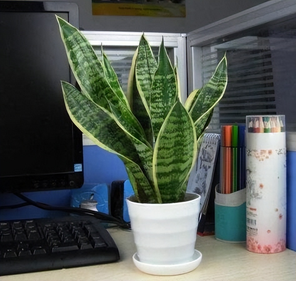 Tiger Pilan is not tall, it is better to pour "it" in the pot, the ...