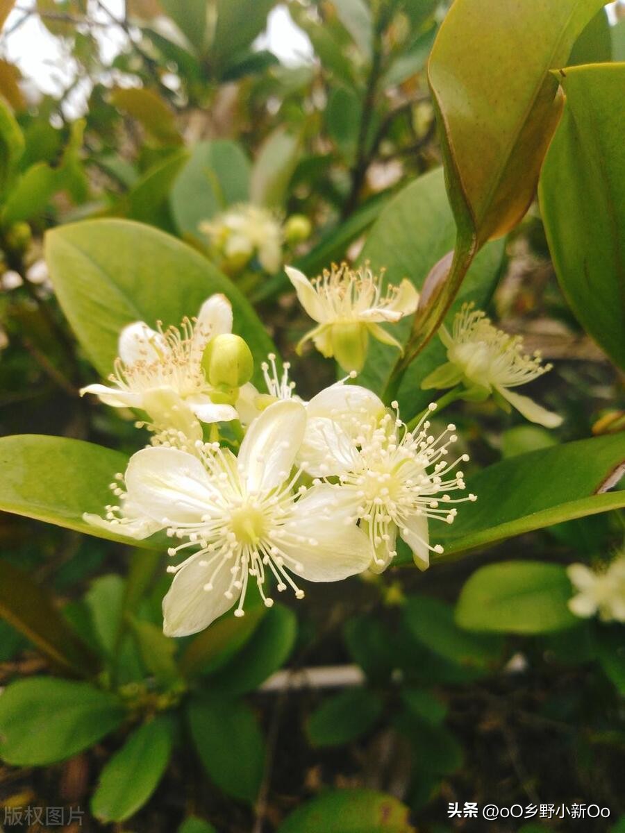 The cultivation methods and precautions of red nan will help you ...