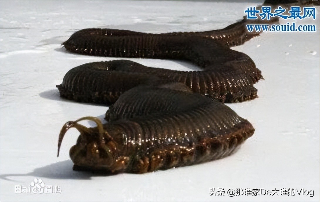 "Wonderful World" The most disgusting creature in the world, the ...