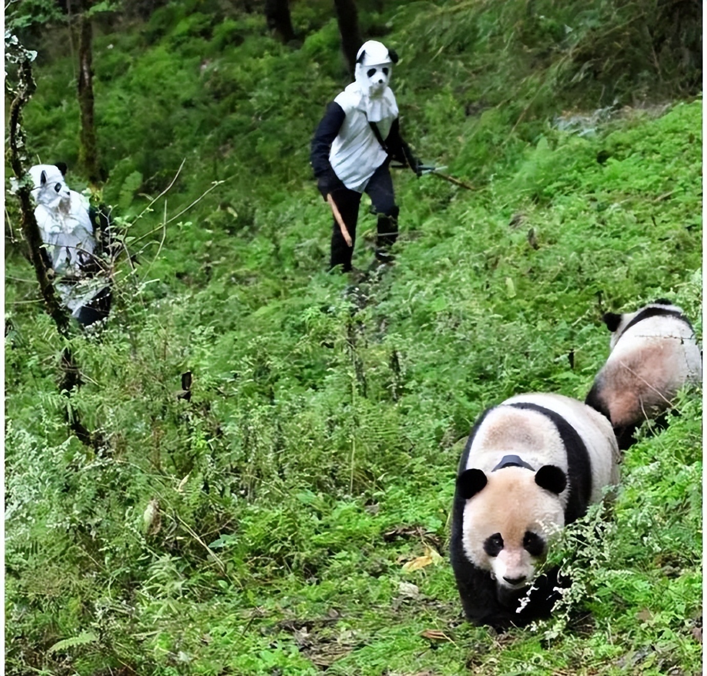 Aren't pandas afraid? - iNEWS