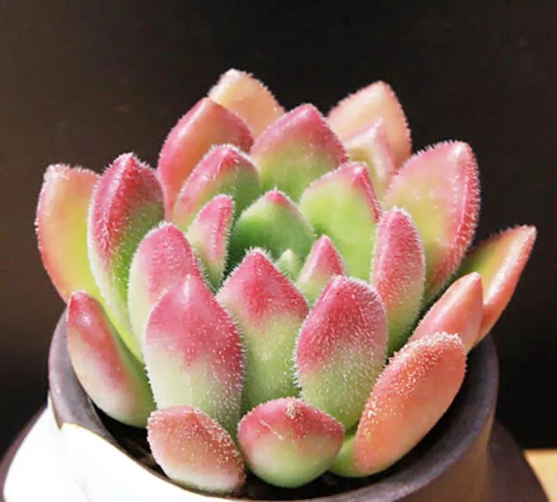 Succulents·Red Lips·Miracle of Spring·Colored Crayons - iNEWS
