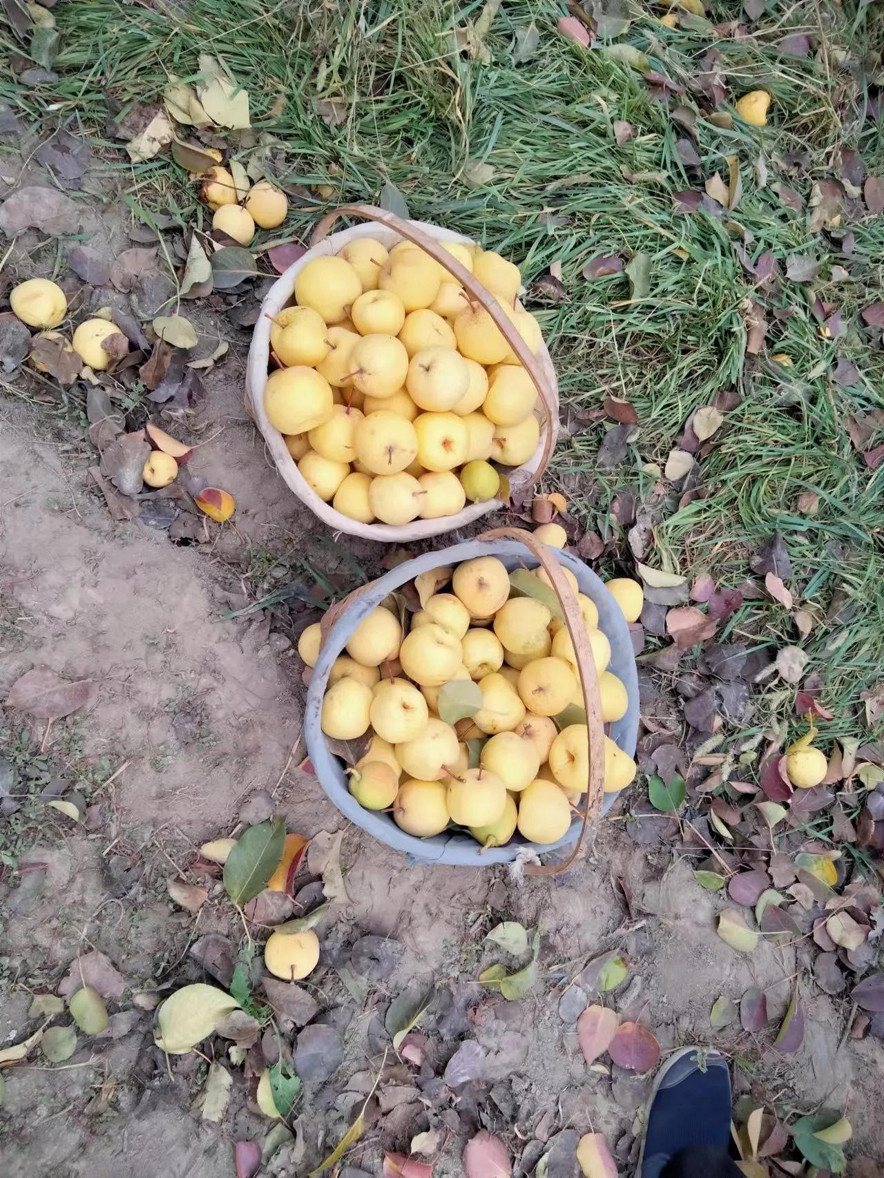 Korla fragrant pears, roasted naan, only the country has a strong ...