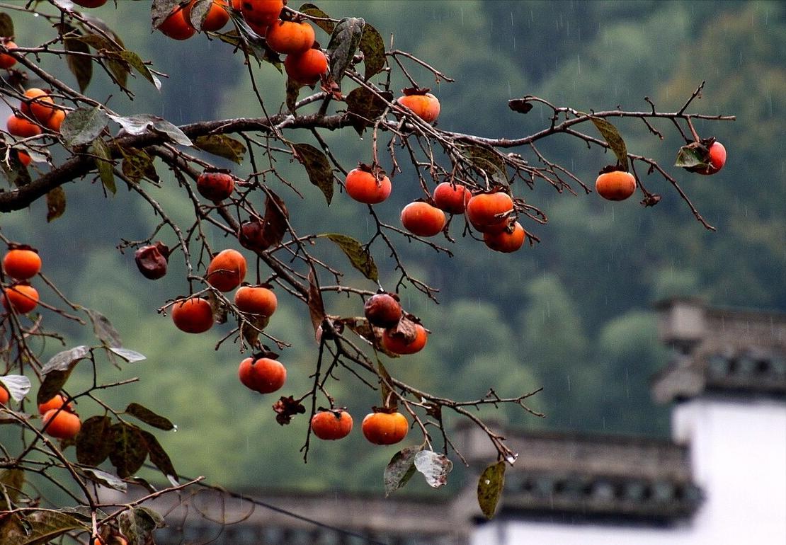 Eating persimmons is easy to get stones, so can you not eat persimmons ...