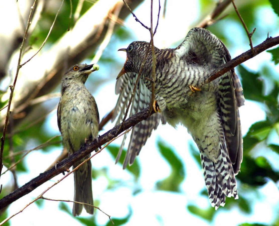 Blood-screaming cuckoo and dove occupy magpie's nest, good bird or bad ...